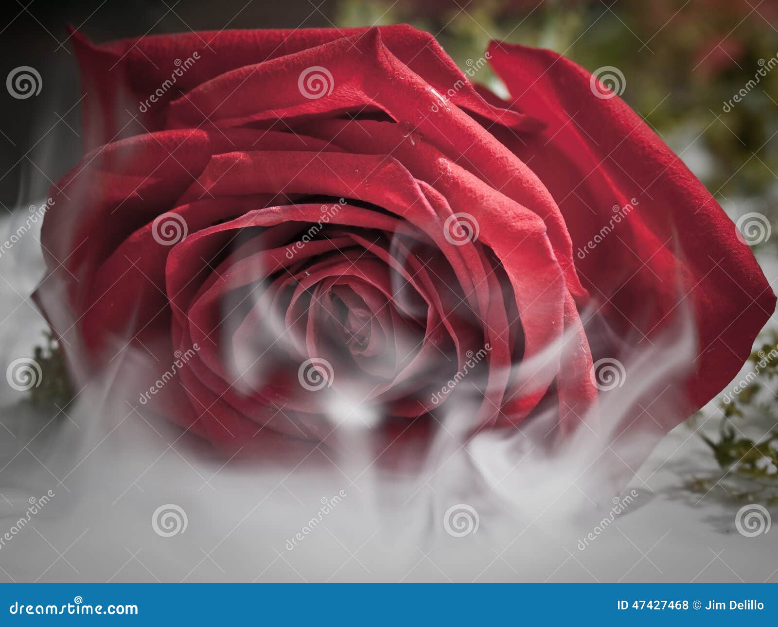 Misty Rose stock photo. Image of romance, surrounded - 47427468