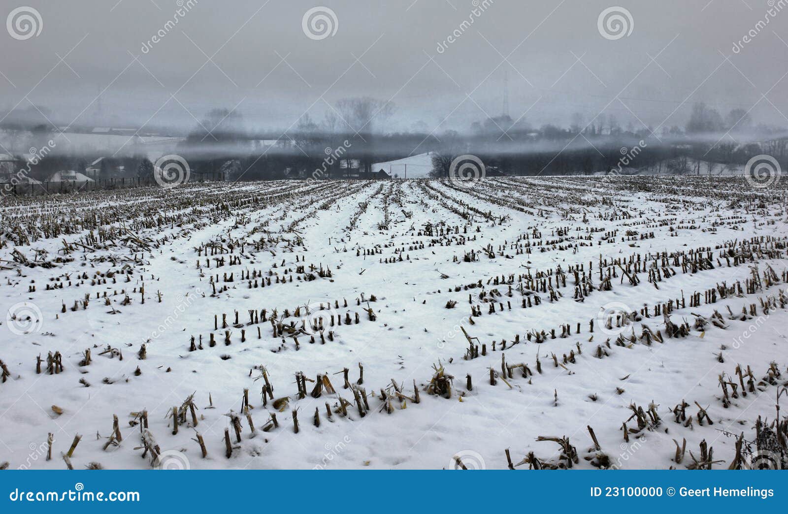 Misty Snow Covered Empty Corn Field Stock Photo - Image of covered ...