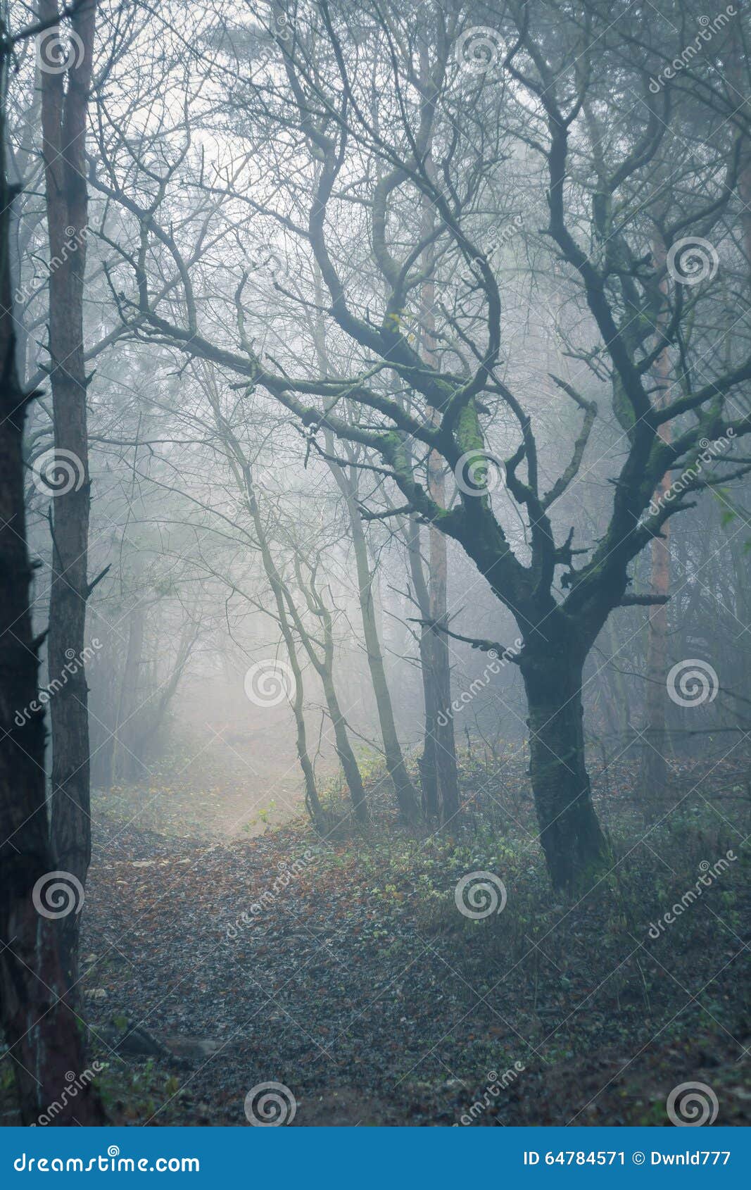 Misty Spooky Forest Background, Scary Trees In Horror Fog Woods Happy ...