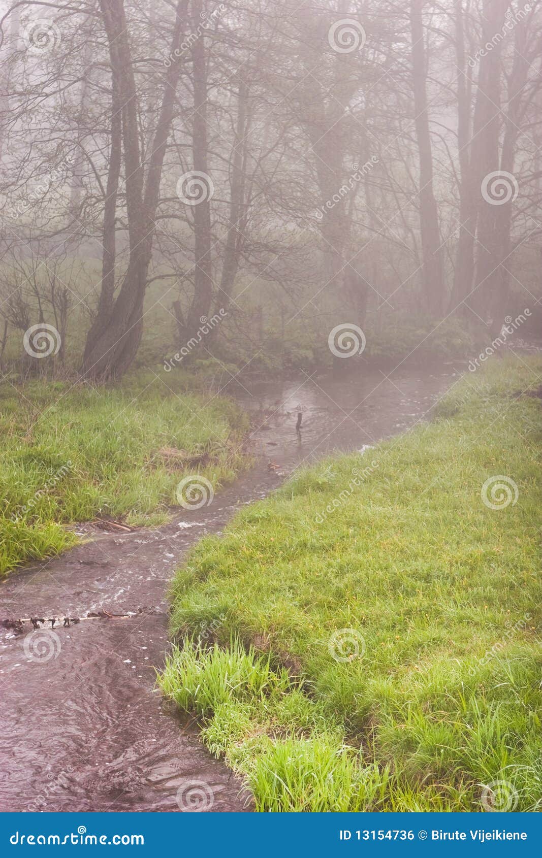 Misty spring stock photo. Image of visibility, tree, vapour - 13154736