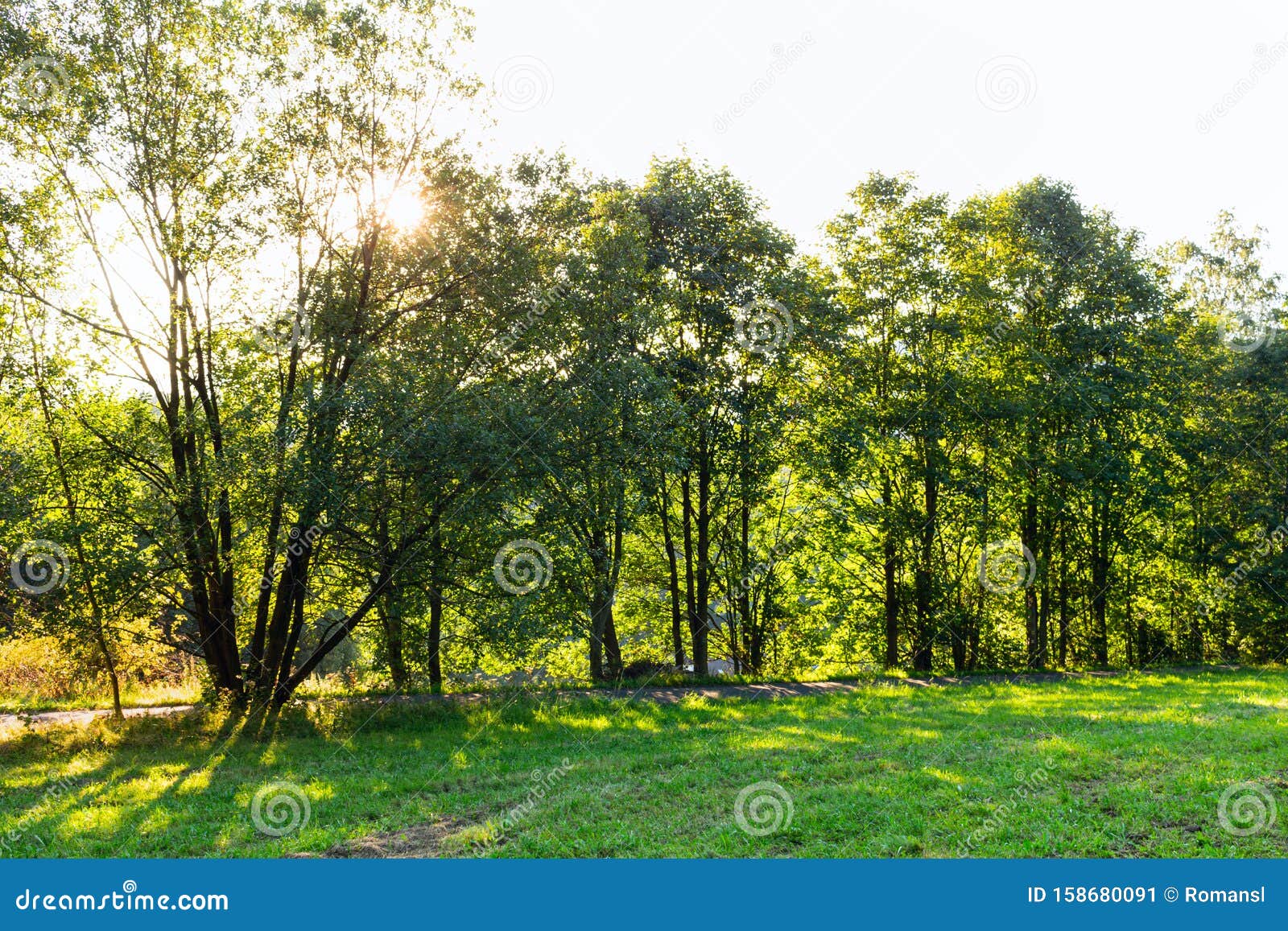 Misty Spring Forest in the Early Morning with Sunbeams through the Oak ...