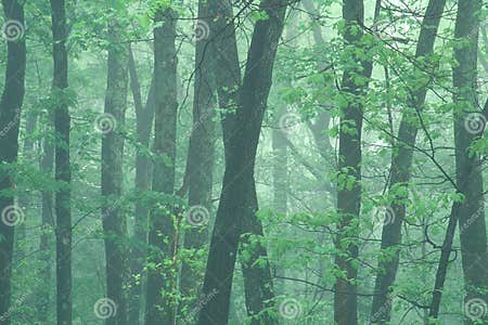 Misty spring morning stock image. Image of beauty, designs - 20109