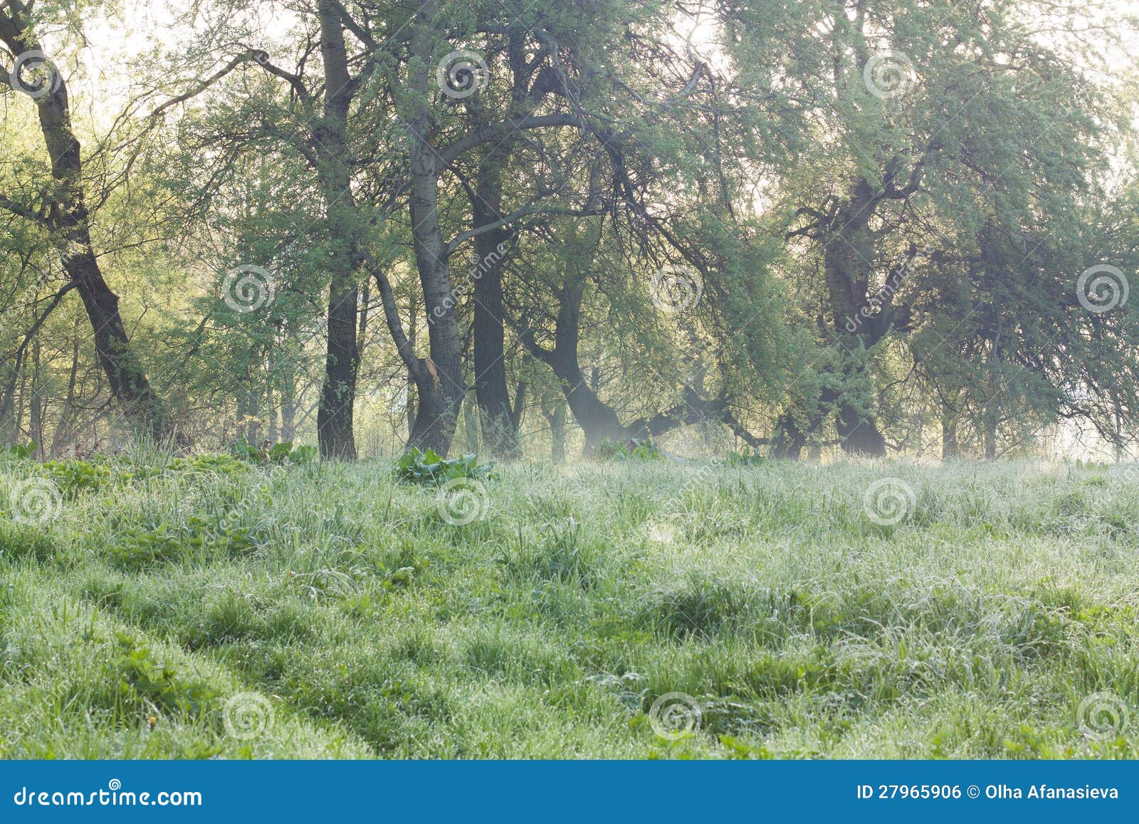 Misty Spring Morning in the Old Poplars Stock Photo - Image of light ...