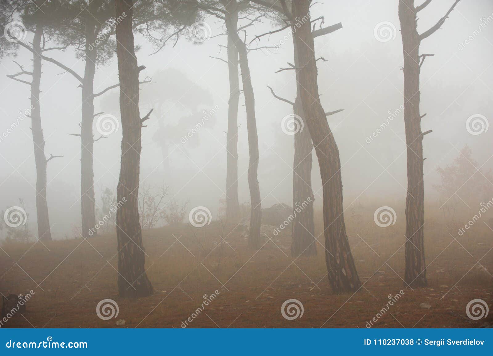 Misty Spring Morning in Pine Tree Forest. Stock Photo - Image of ...