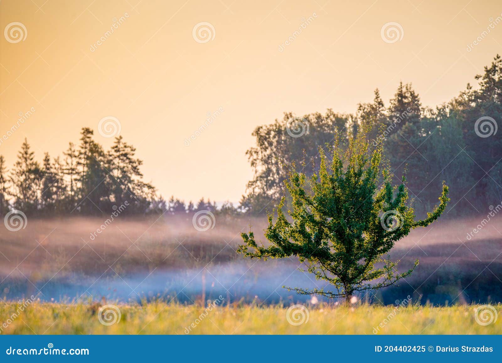 Misty Spring Morning Single Tree Stock Image - Image of autumn, tree ...