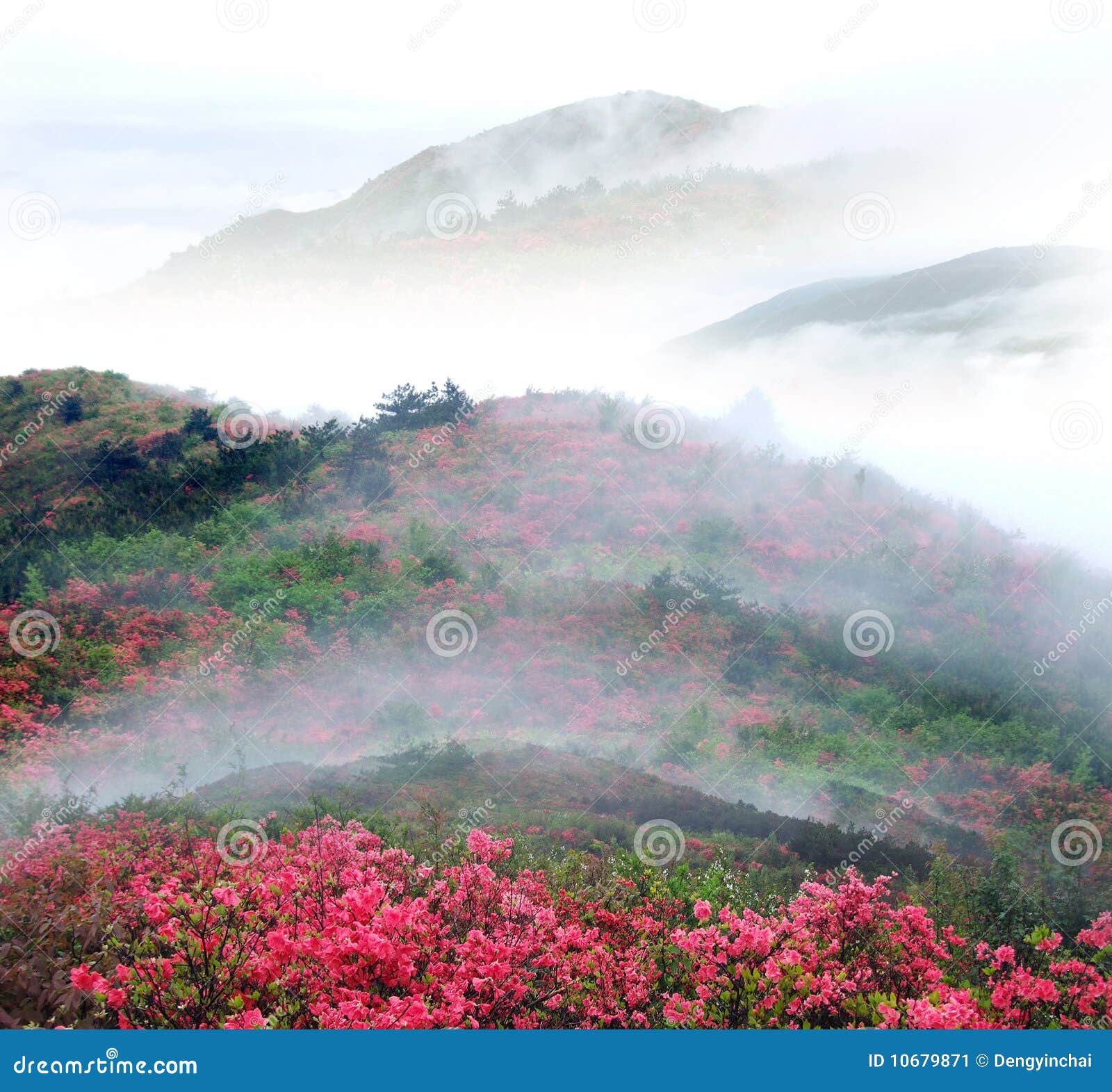 Misty Spring Mountain with Azelea Stock Image - Image of pink, morning ...