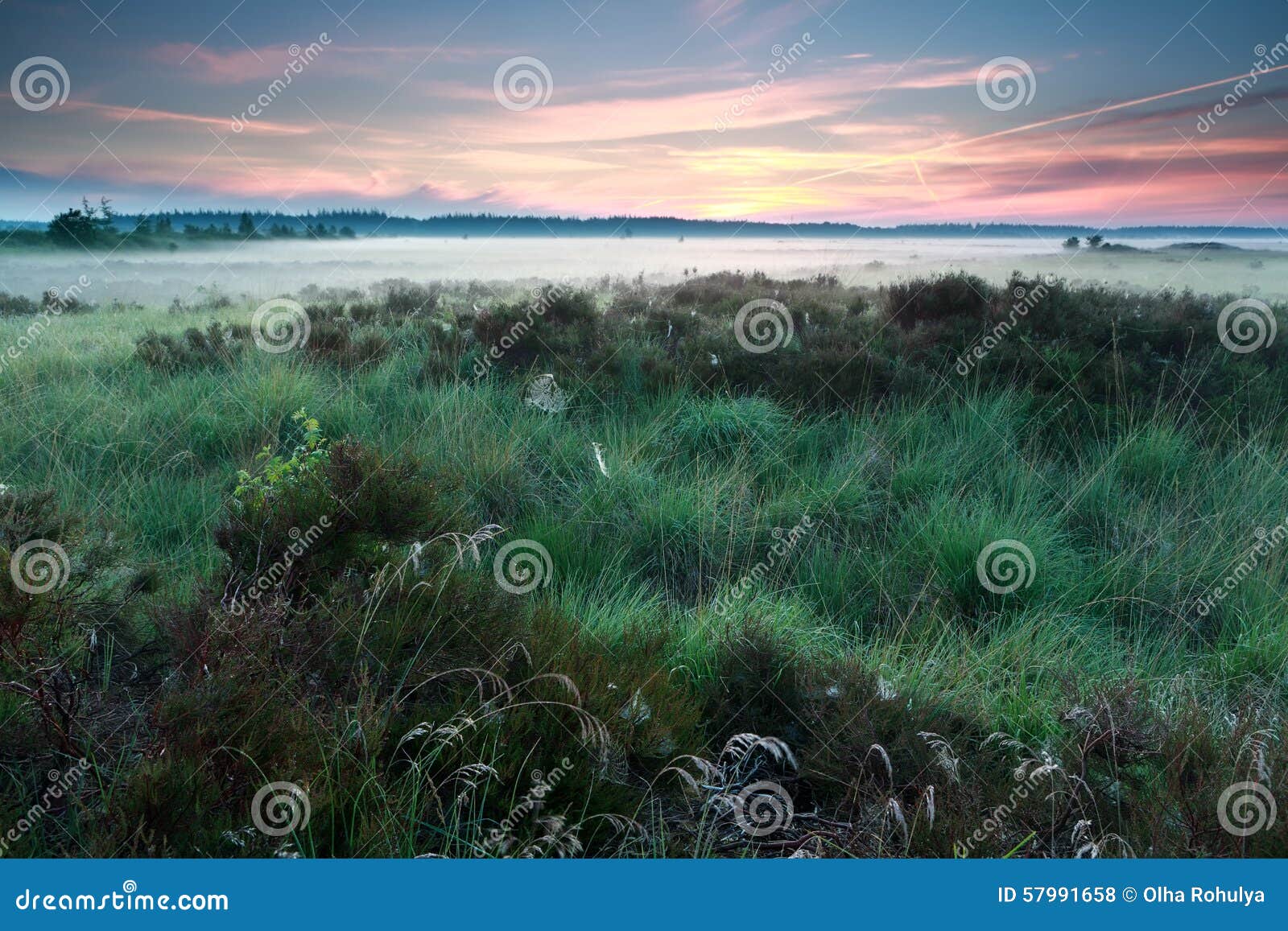 Misty Summer Sunrise on Marsh Stock Photo - Image of netherlands ...