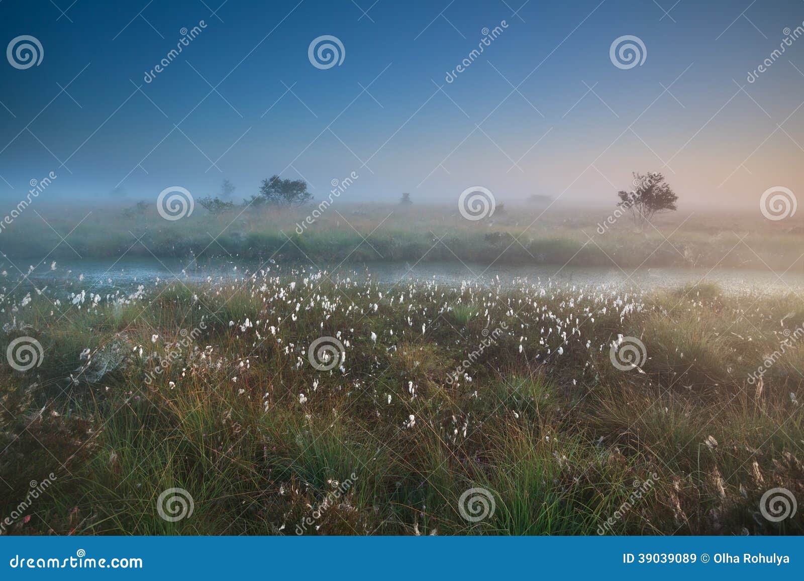 Misty Summer Sunrise Over Marsh with Cotton-grass Stock Image - Image ...