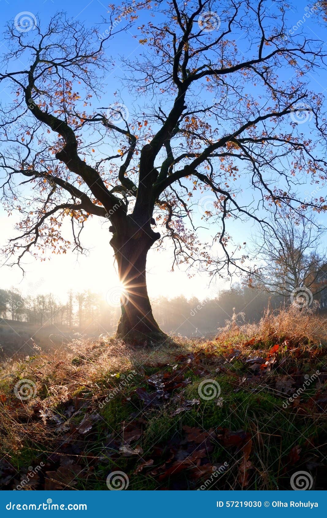 5,000 Misty Oak Tree Stock Photos - Free & Royalty-Free Stock Photos ...