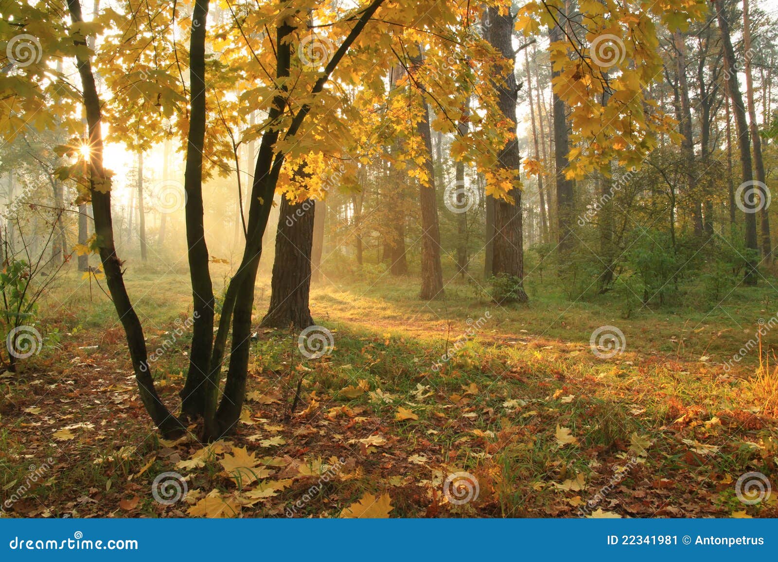 Misty sunrise in forest stock image. Image of fall, lane - 22341981