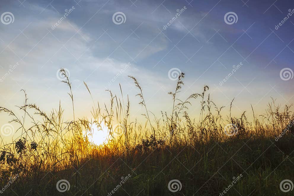 Misty sunrise over grass stock photo. Image of macro - 29304616
