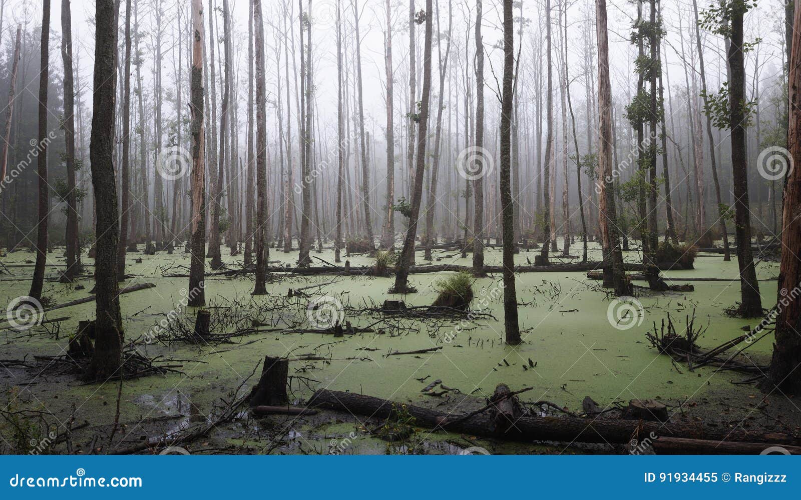 Misty swamp in the forest stock image. Image of foliage - 91934455