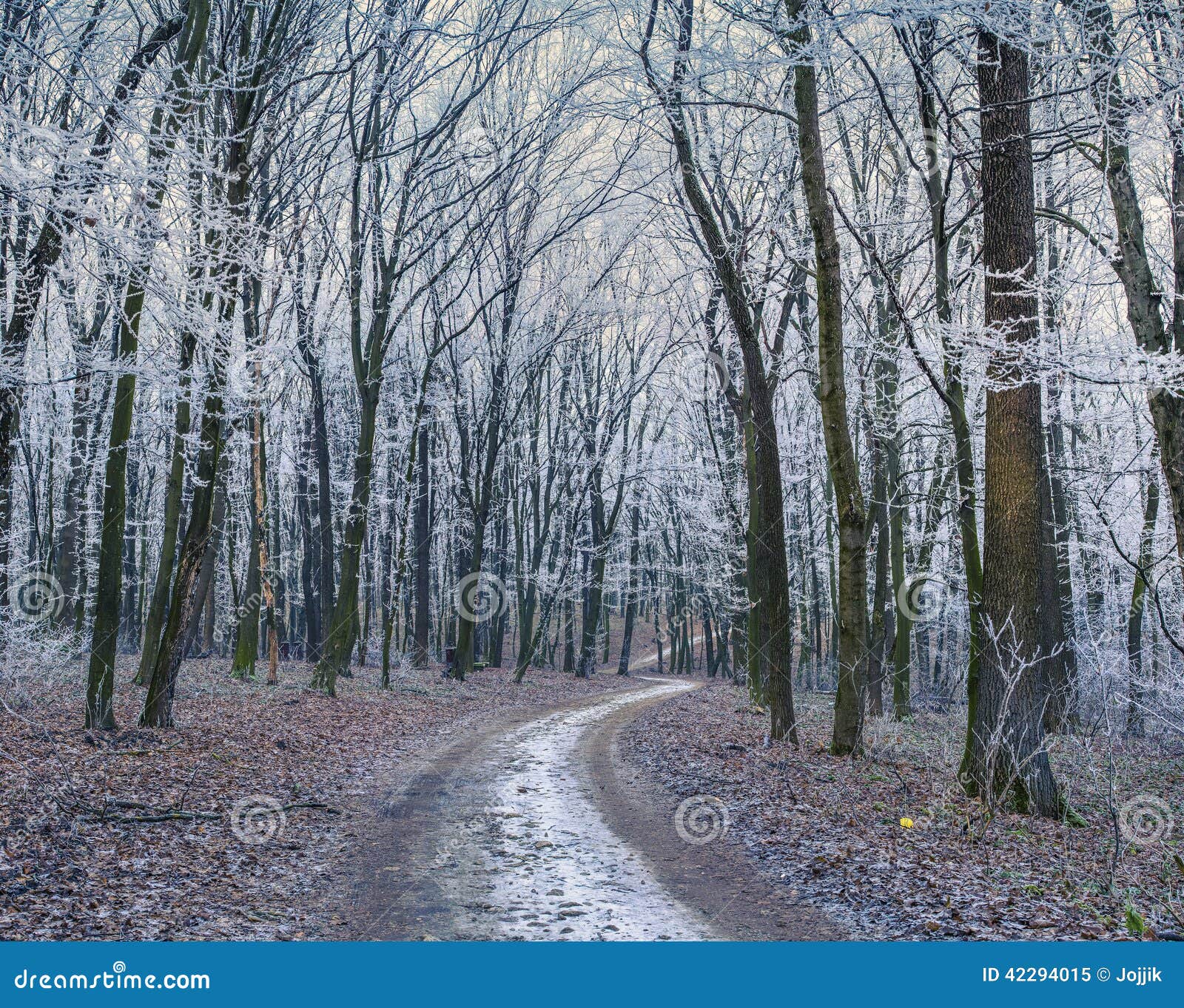 Misty Trail in Autumn Forest Stock Image - Image of fresh, bright: 42294015