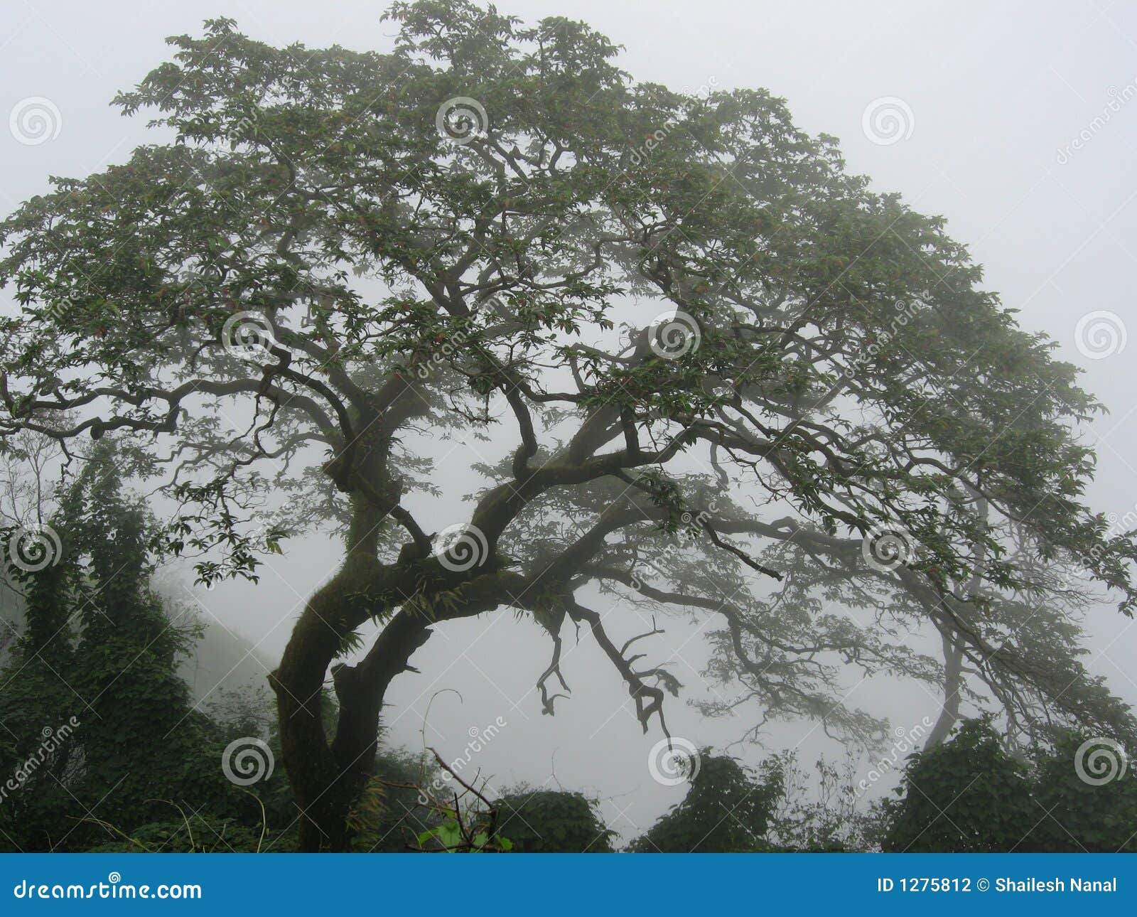 Misty Tree stock photo. Image of tree, super, mist, cloud - 1275812