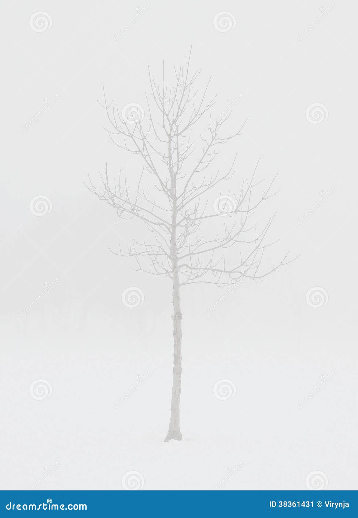 Misty tree stock image. Image of morning, cold, scene - 38361431