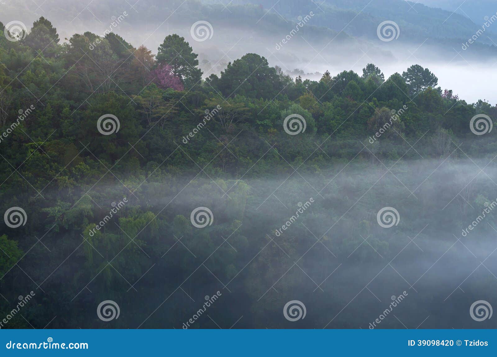 Misty Tree Forest on the Mountain Landscape Stock Photo - Image of ...