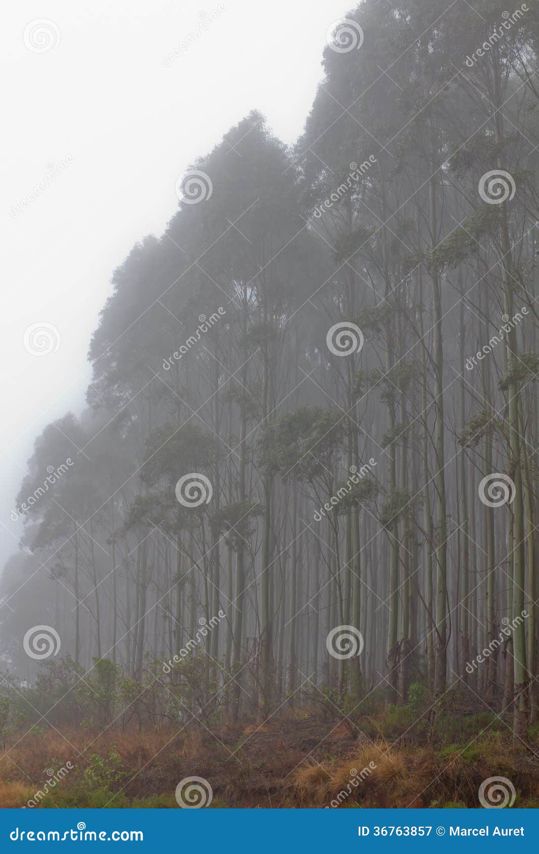 Misty tree plantation stock image. Image of eucalyptus - 36763857
