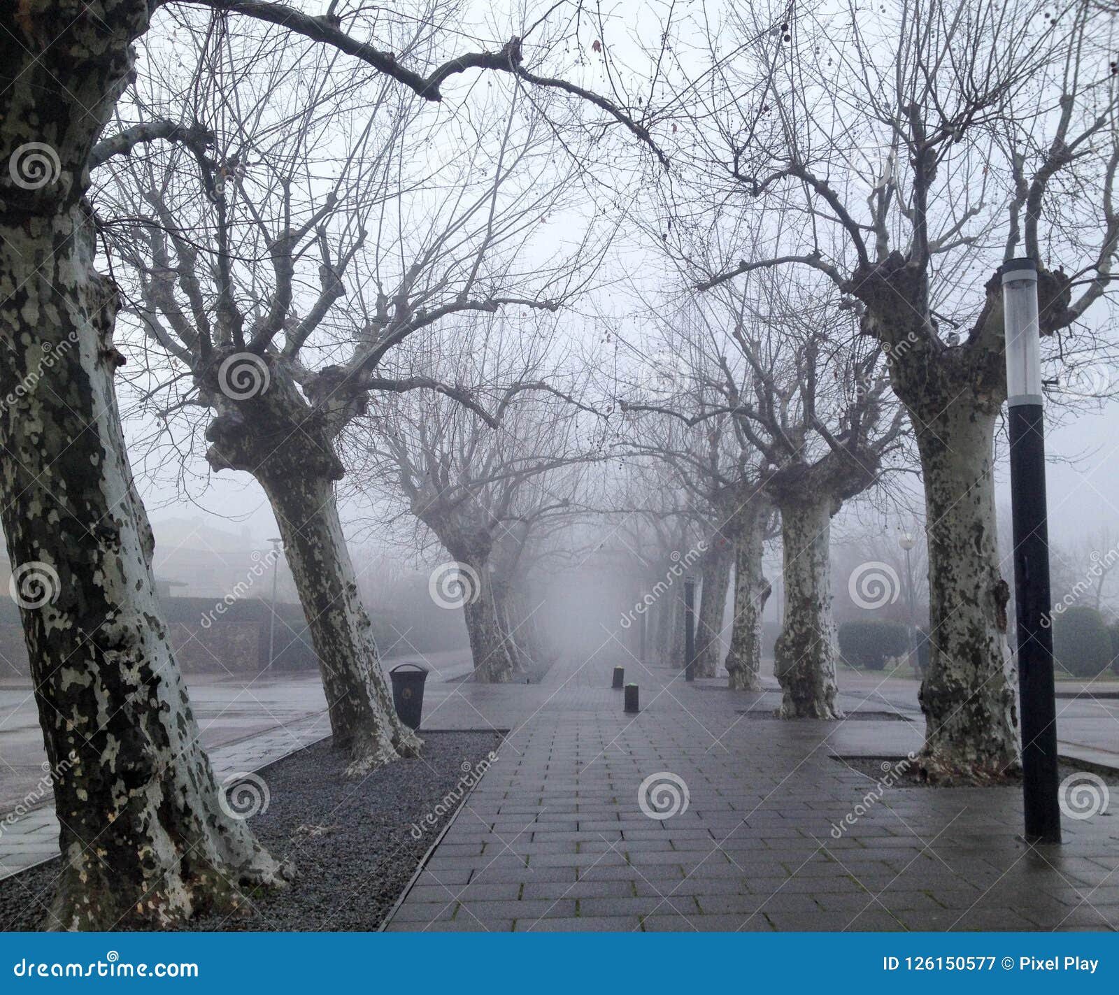 Misty Tree Tunnel Spooky Path Stock Image - Image of cold, nature ...