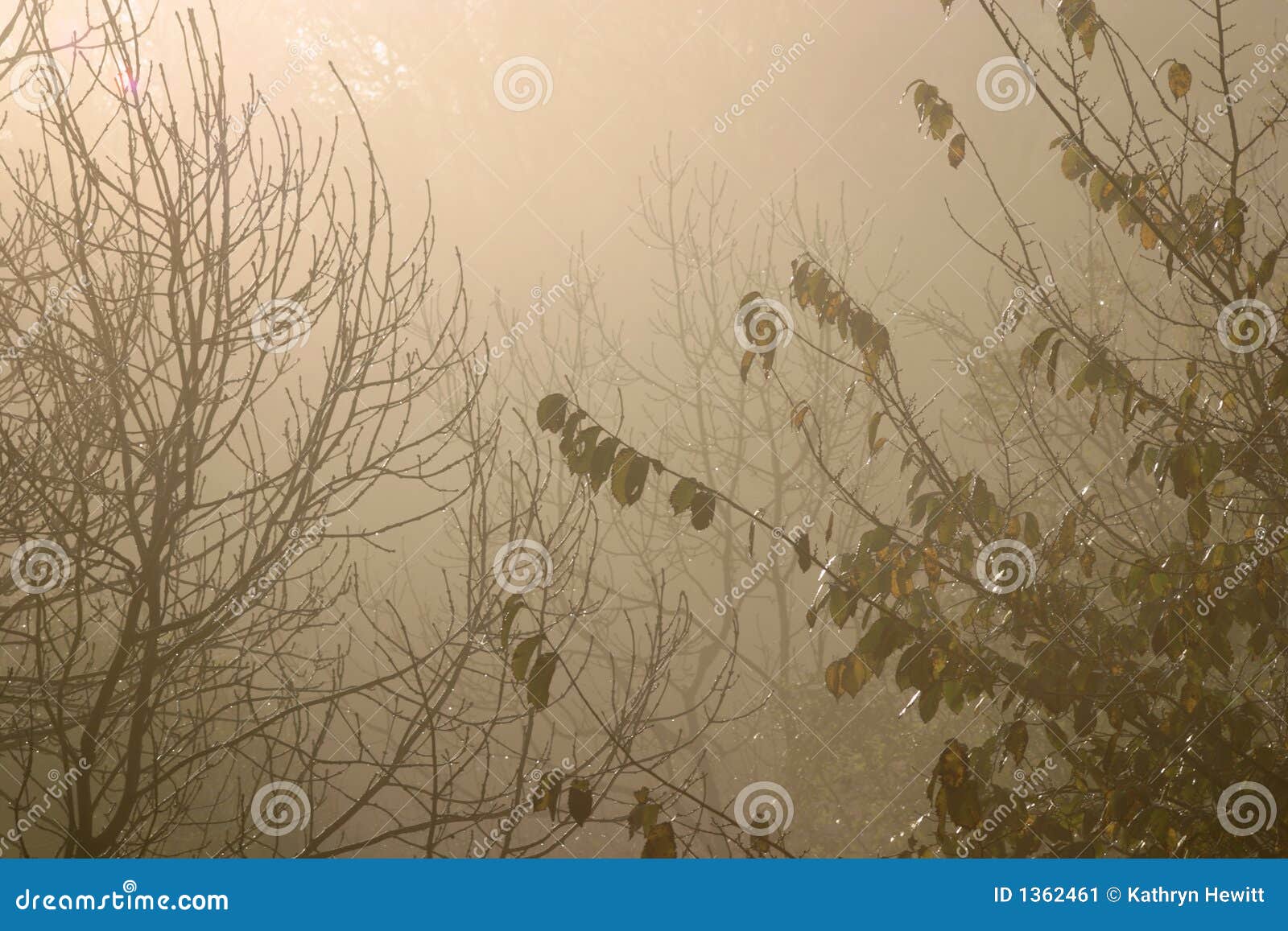 Misty trees stock image. Image of leaves, branches, murky - 1362461