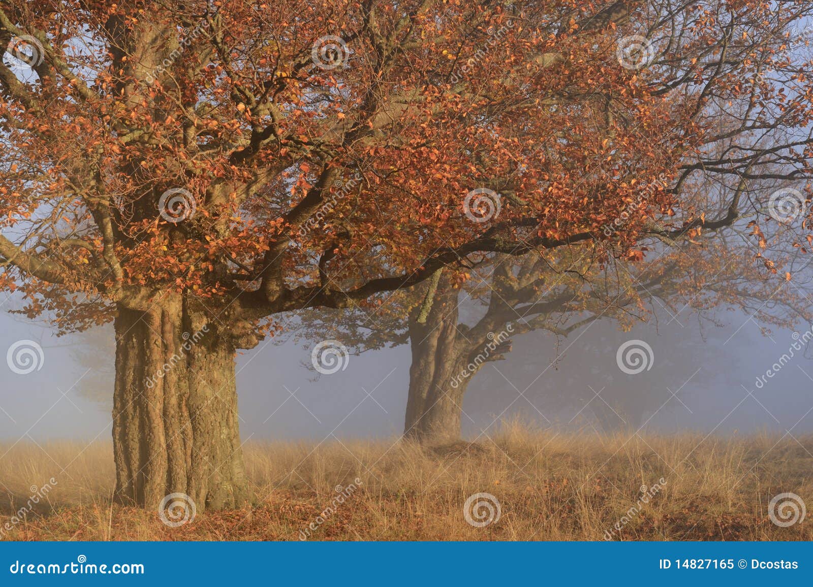 Misty trees stock image. Image of nature, delta, travel - 14827165