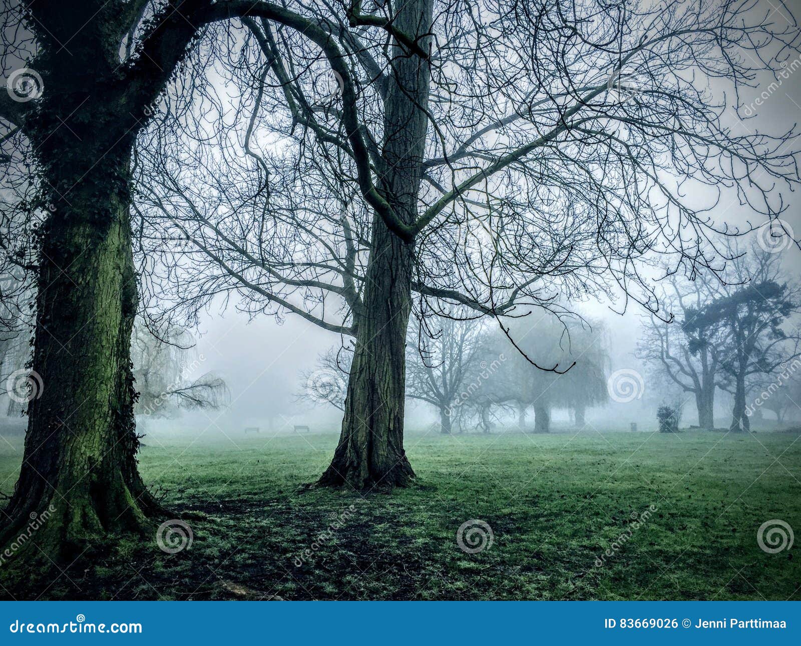 Misty trees stock photo. Image of trees, cold, spring - 83669026