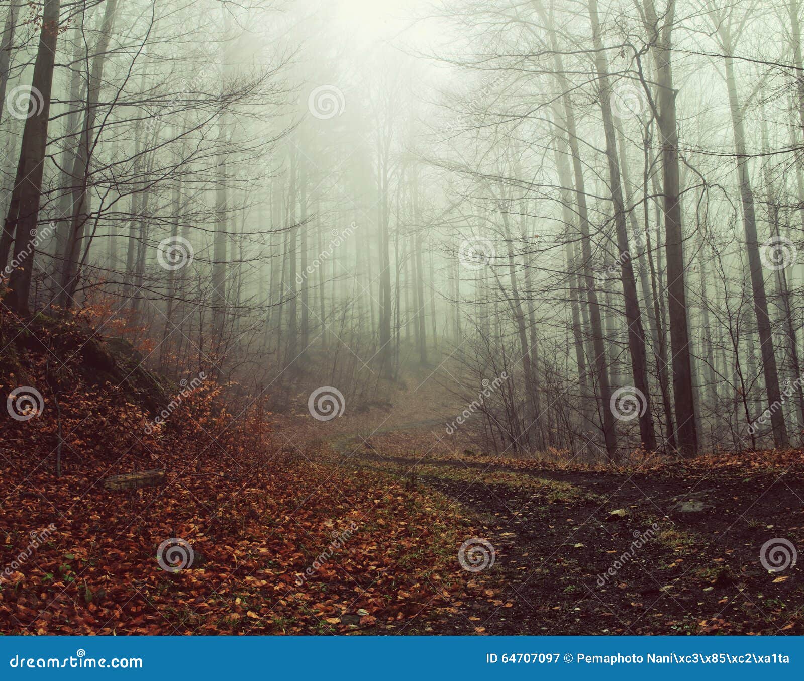 Misty Trees in Forest stock image. Image of forest, path - 64707097
