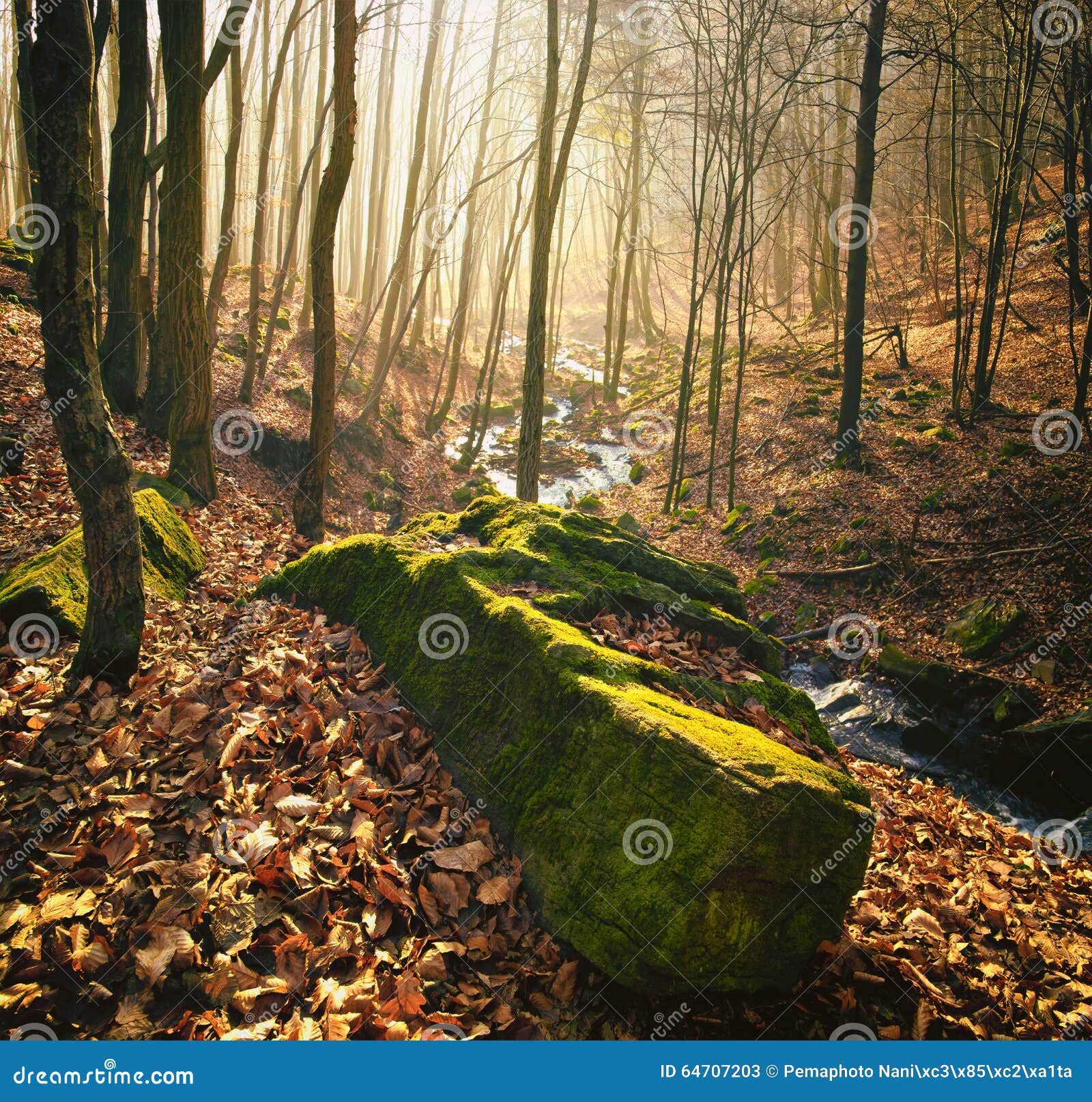 Misty Trees in Forest stock image. Image of rocks, misty - 64707203