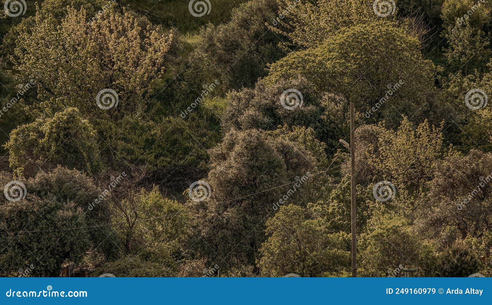 Trees Very Close Together in Spring Stock Image - Image of close, petal ...