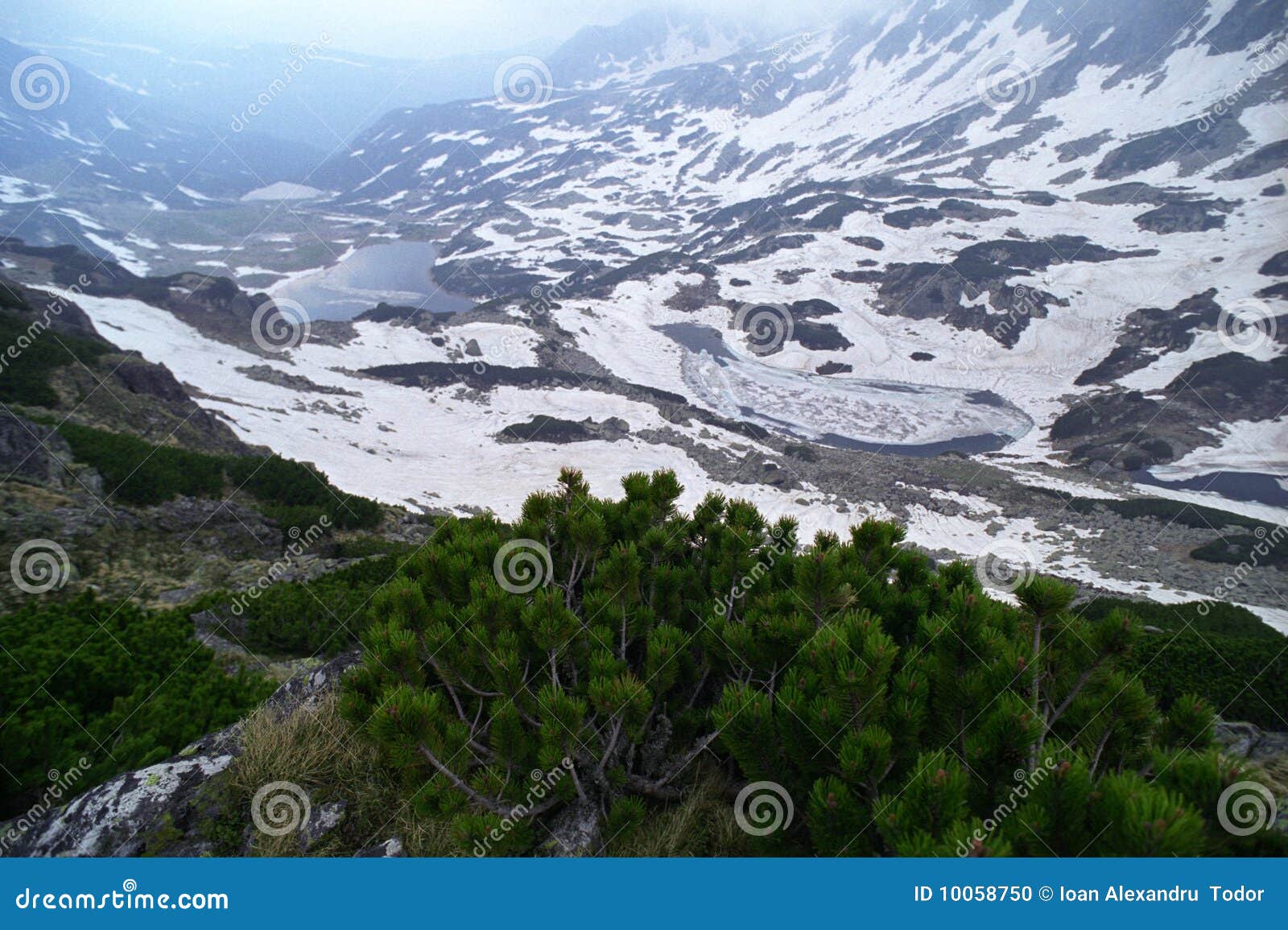Misty valley stock photo. Image of juniper, pinus, misty - 10058750