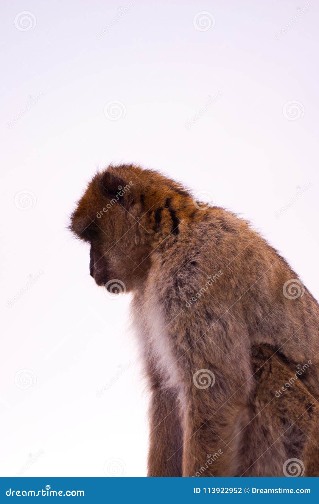 Monkey of Gibraltar Over Looking the Rock with Texture Fur.. Stock ...