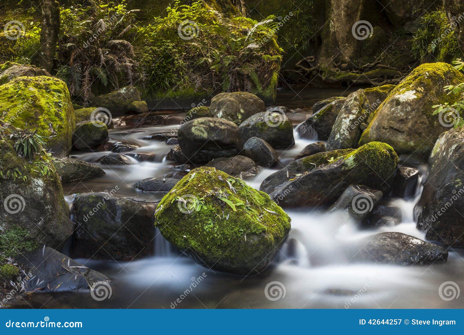 Misty Water Mountain Forest Stream Stock Image - Image of forest ...