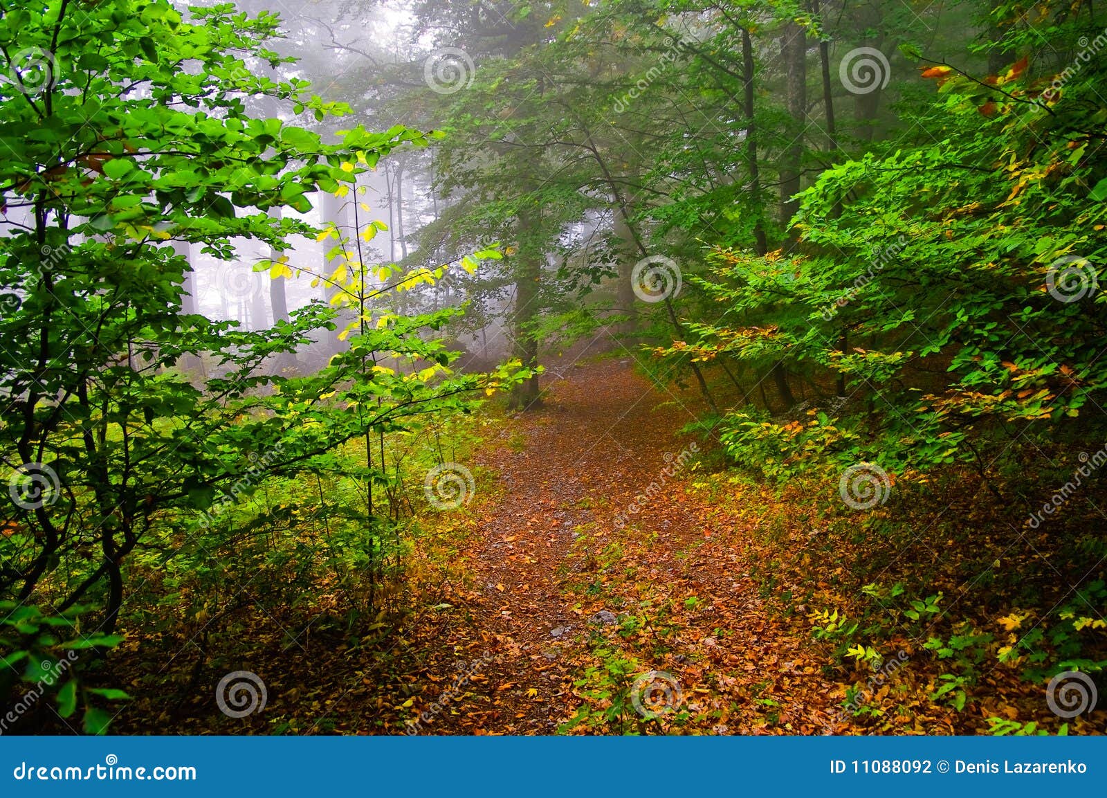 Misty wood stock photo. Image of summer, shadows, forest - 11088092