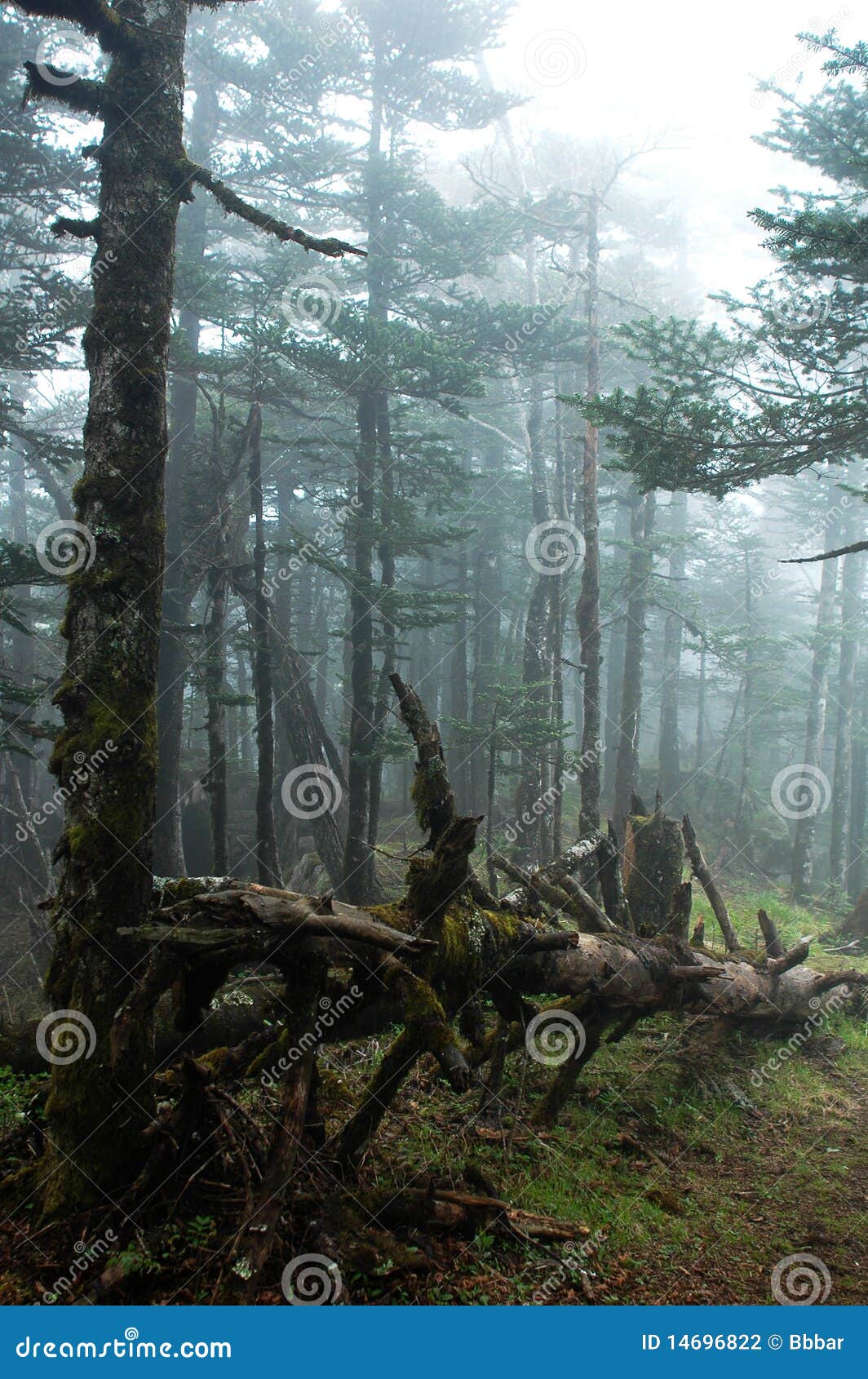 Misty woods stock photo. Image of scenes, landscape, wood - 14696822