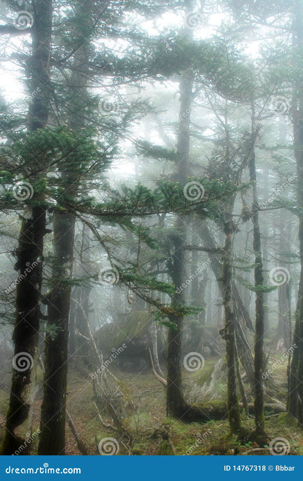 Misty woods stock photo. Image of plant, landscape, plants - 14767318