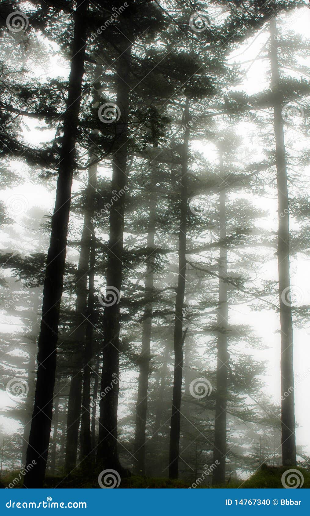 Misty woods stock photo. Image of landscape, woods, forest - 14767340