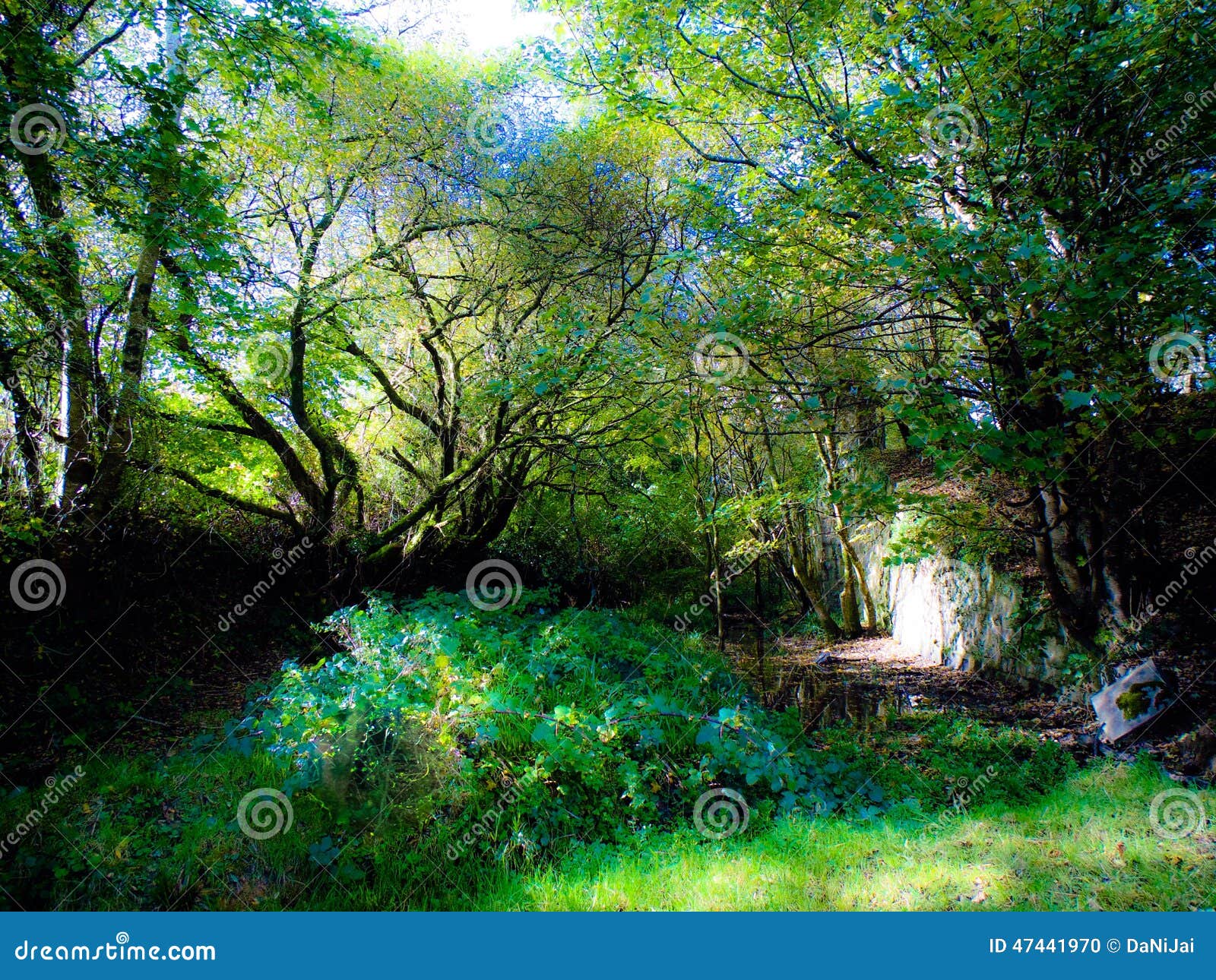 Misty woods stock photo. Image of woods, water, green - 47441970