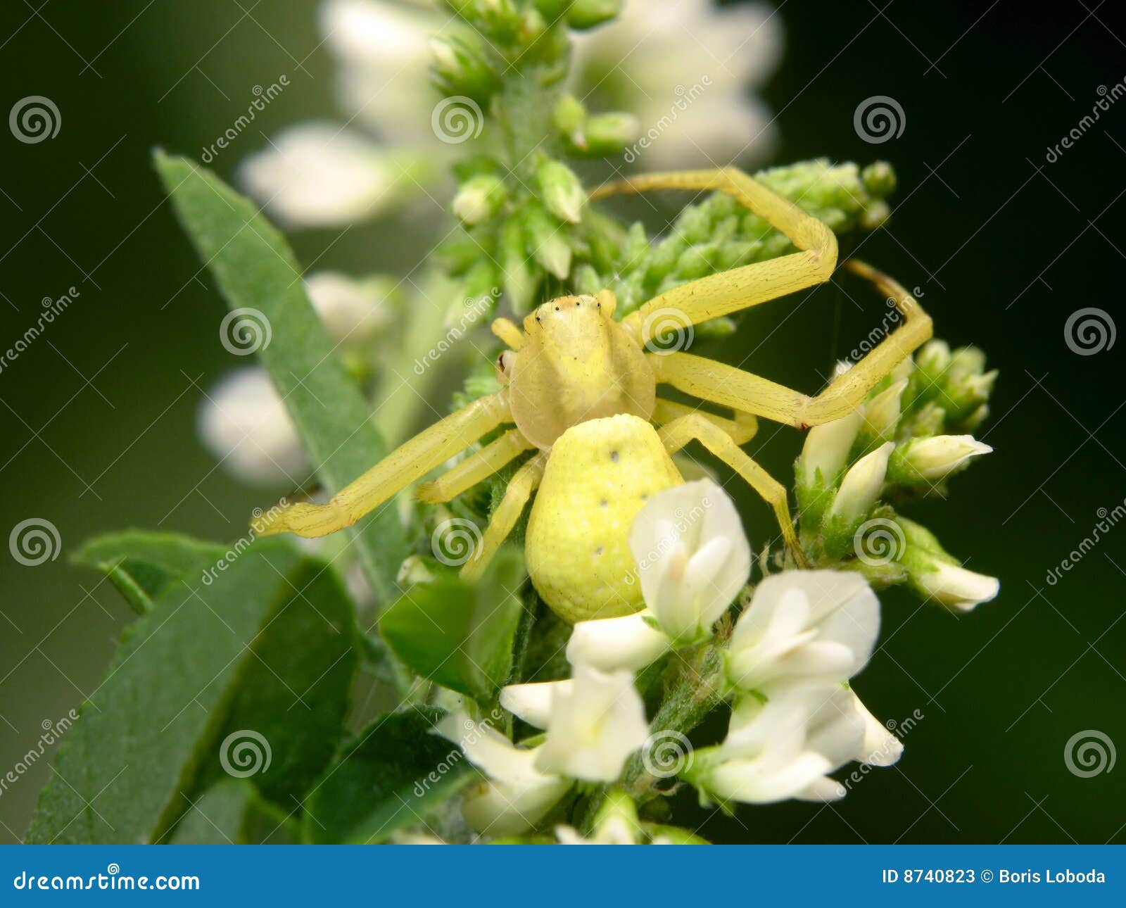 Misumena vatia stock image. Image of thomisidae, green - 8740823