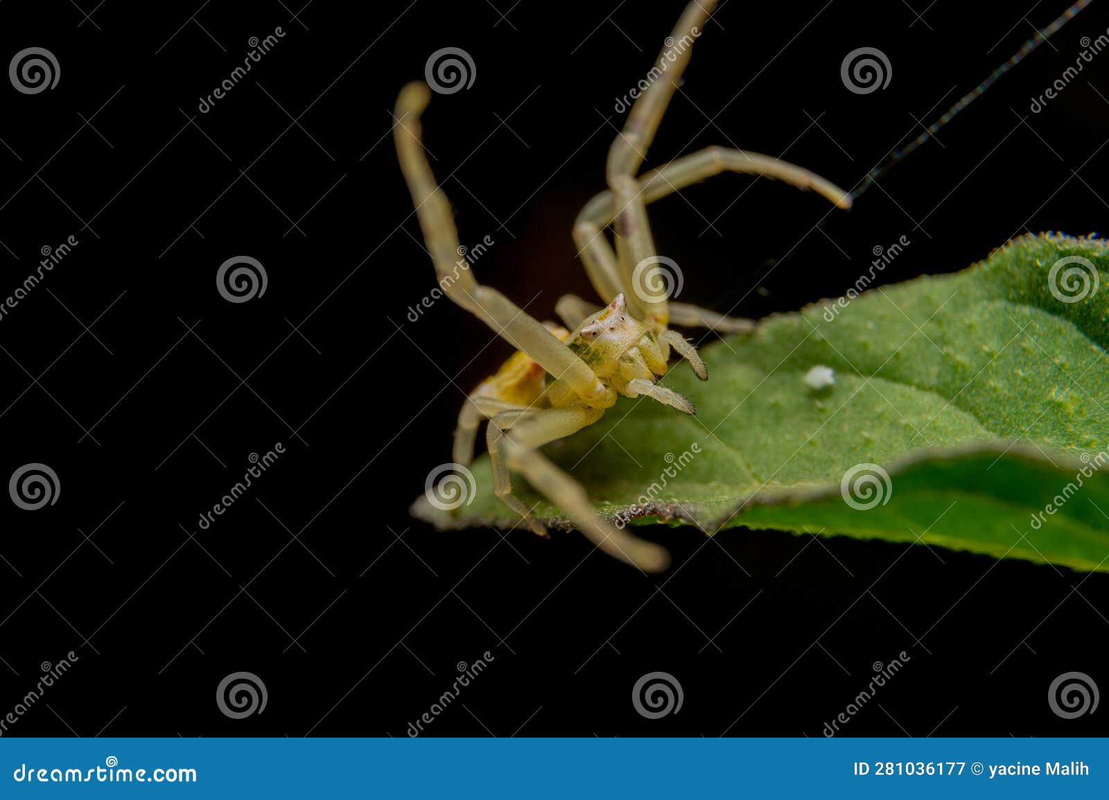 Misumenops is a Common Genus of Crab Spider Stock Image - Image of crab ...