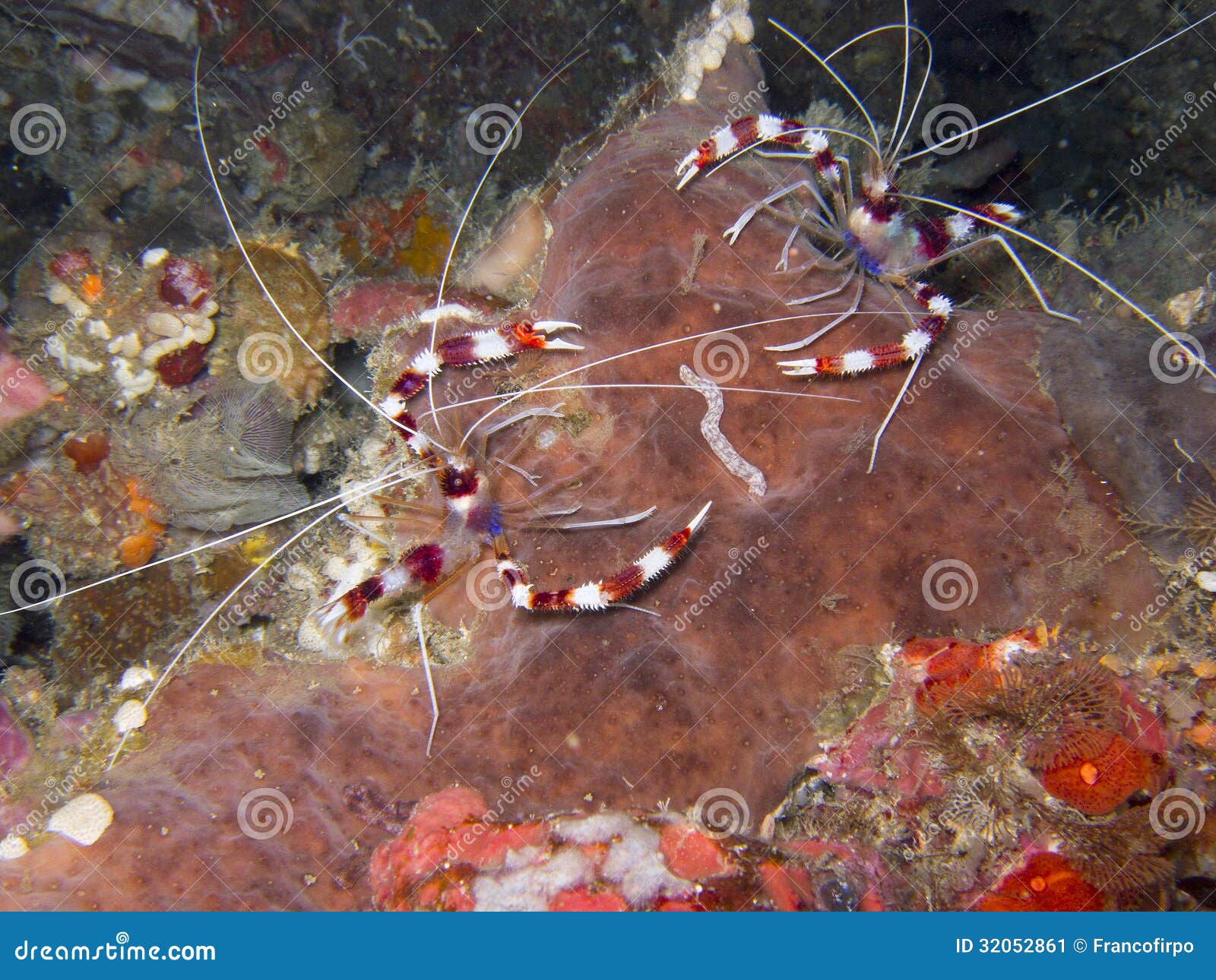 Mit Einem Band Versehene Coral Shrimp 1 Stockbild - Bild von farbe ...