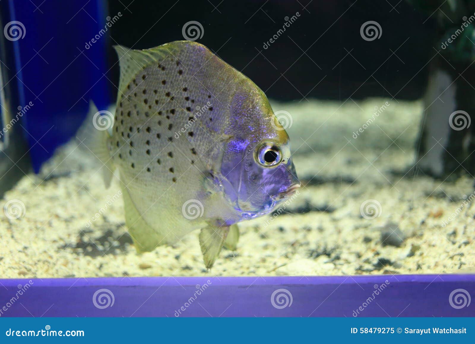 Mit Einem Band Versehene Sicklefish Stockbild - Bild von natürlichkeit ...