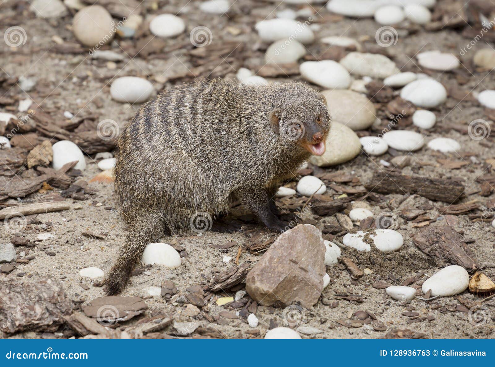 Mit Einem Band Versehener Mungo Stockbild - Bild von tier, farbe: 128936763