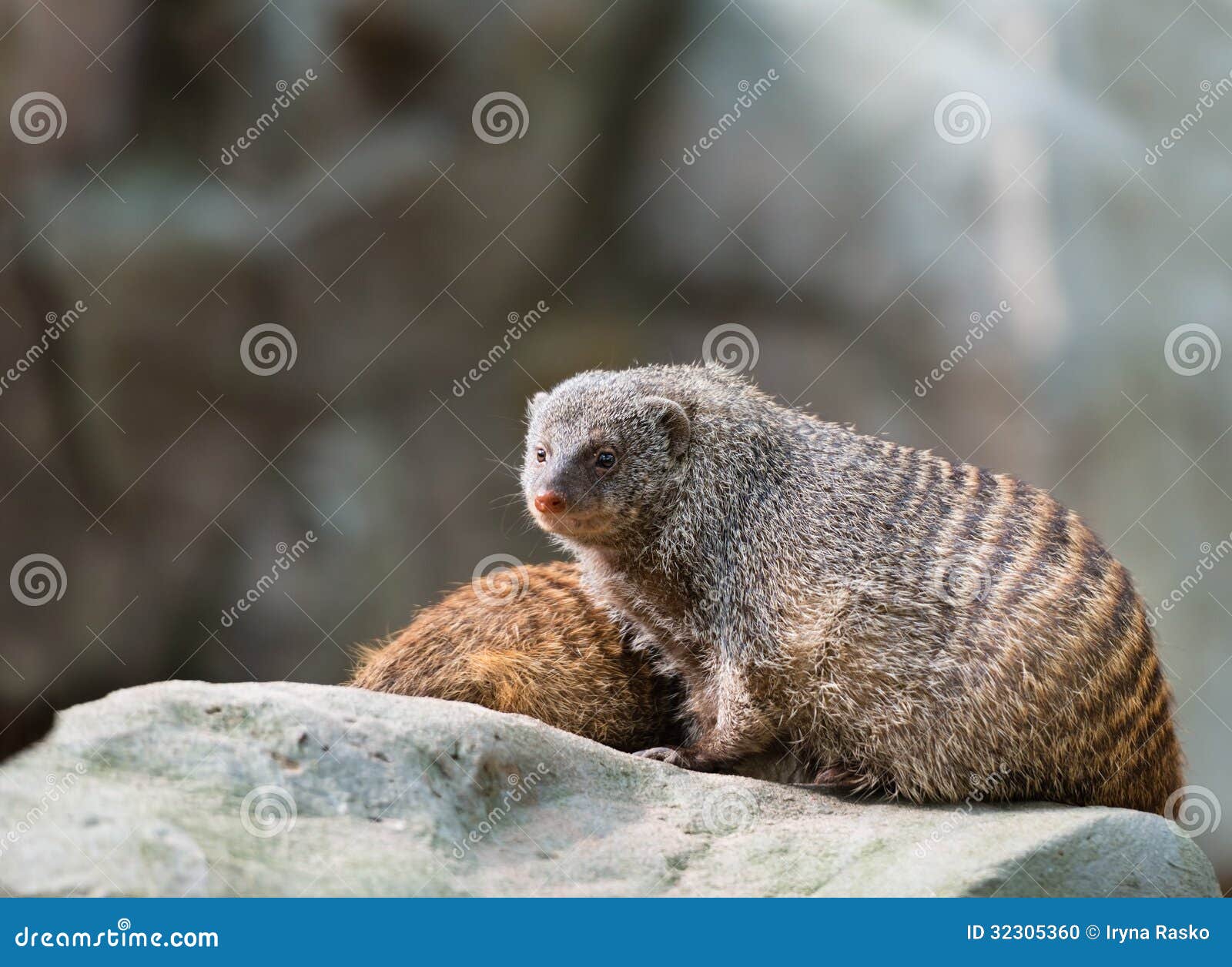 Mit Einem Band Versehener Mungo Stockfoto - Bild von braun, familie ...