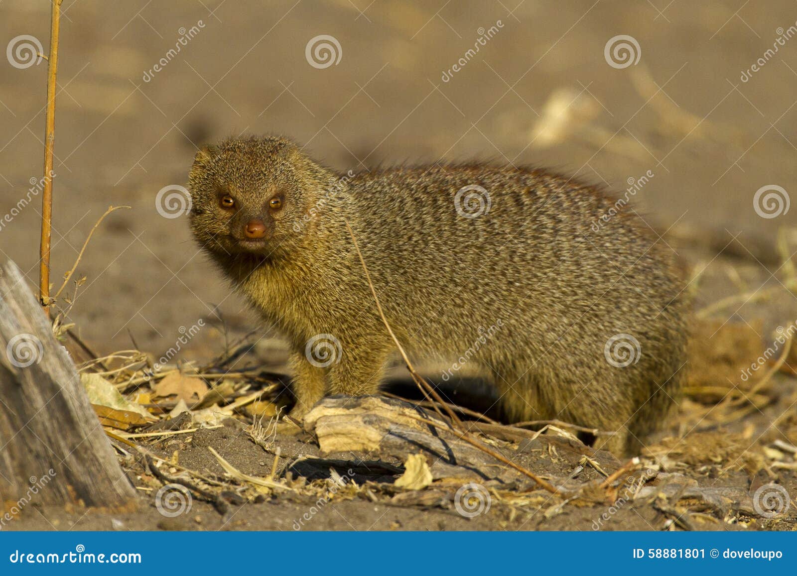 Mit Einem Band Versehener Mungo Stockbild - Bild von eingebürgert ...