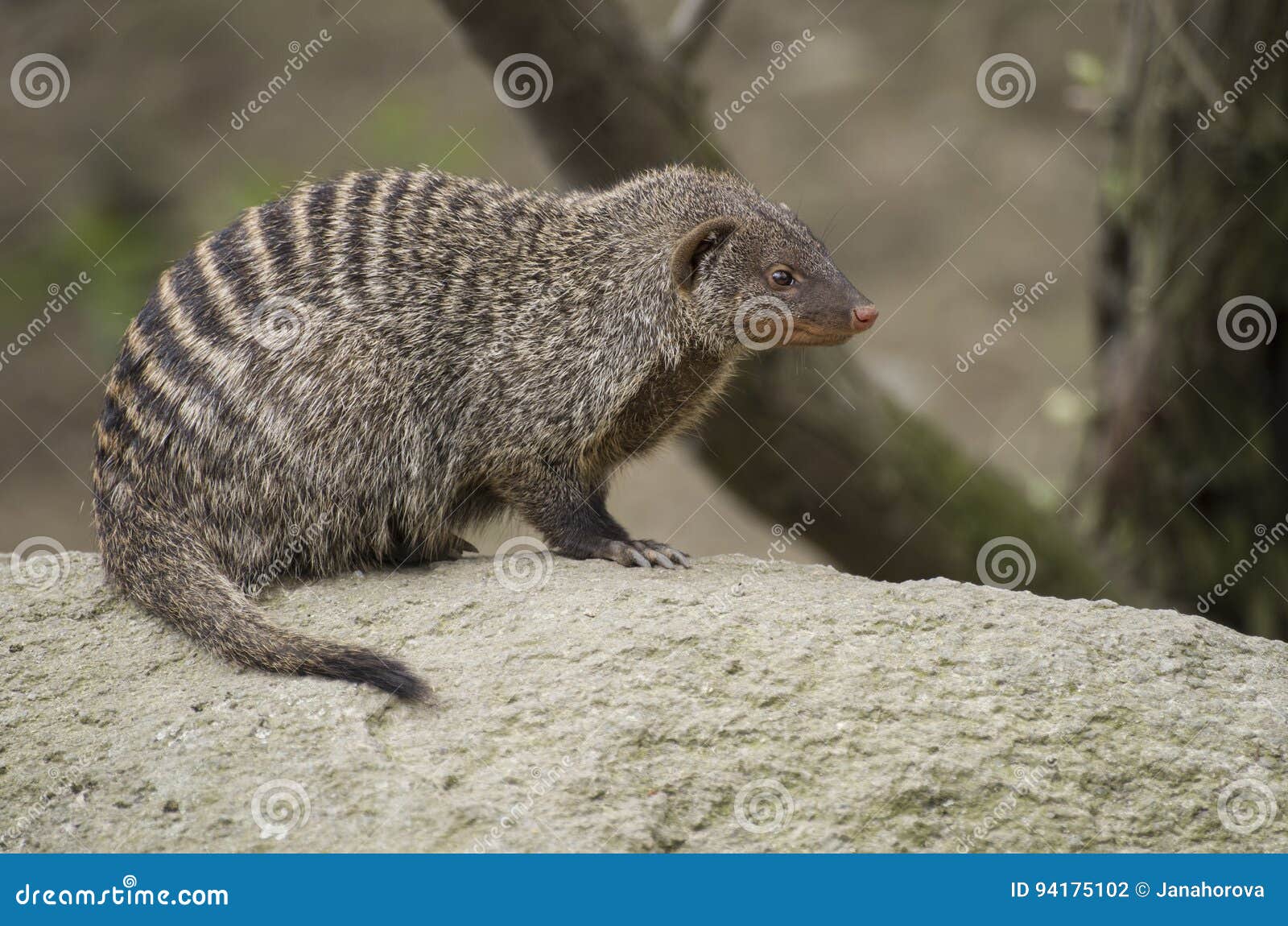Mit Einem Band Versehener Mungo Stockfoto - Bild von gestreift, haar ...