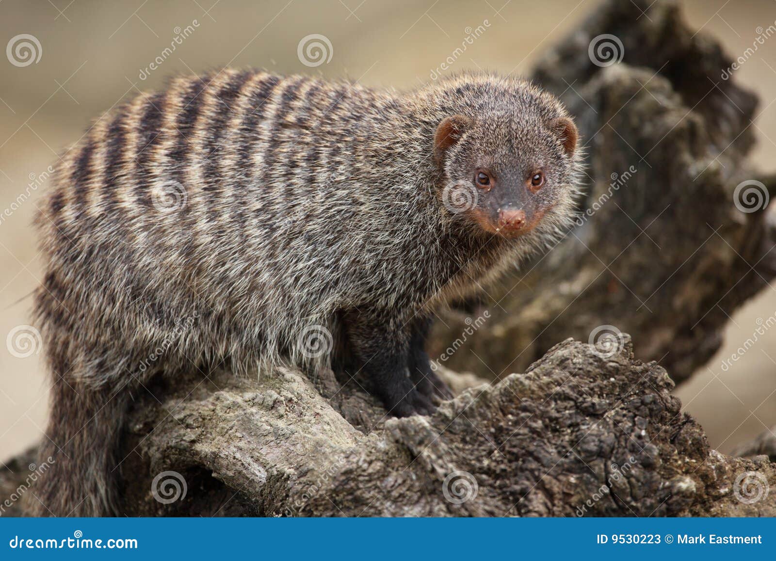 Mit Einem Band Versehener Mungo Stockbild - Bild von nave, afrikanisch ...