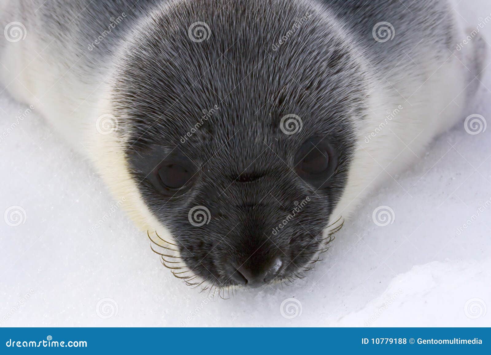 Mit Kapuze Robbenbaby stockfoto. Bild von arktisch, tier - 10779188