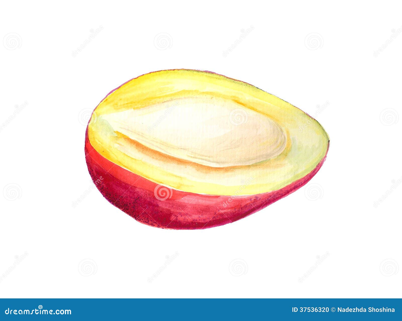 Mitad del mango stock de ilustración. Ilustración de crudo - 37536320