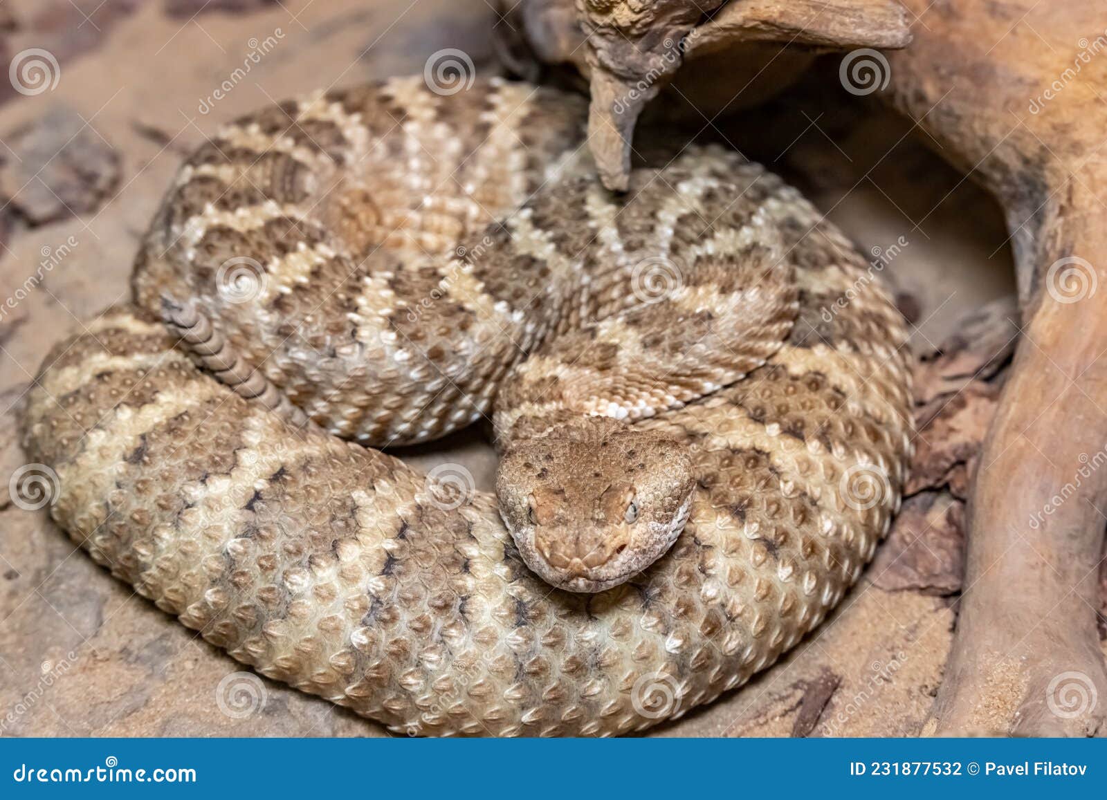 Mitchell`s Rattlesnake. Crotalus Mitchellii Pyrrhus Stock Photo - Image ...