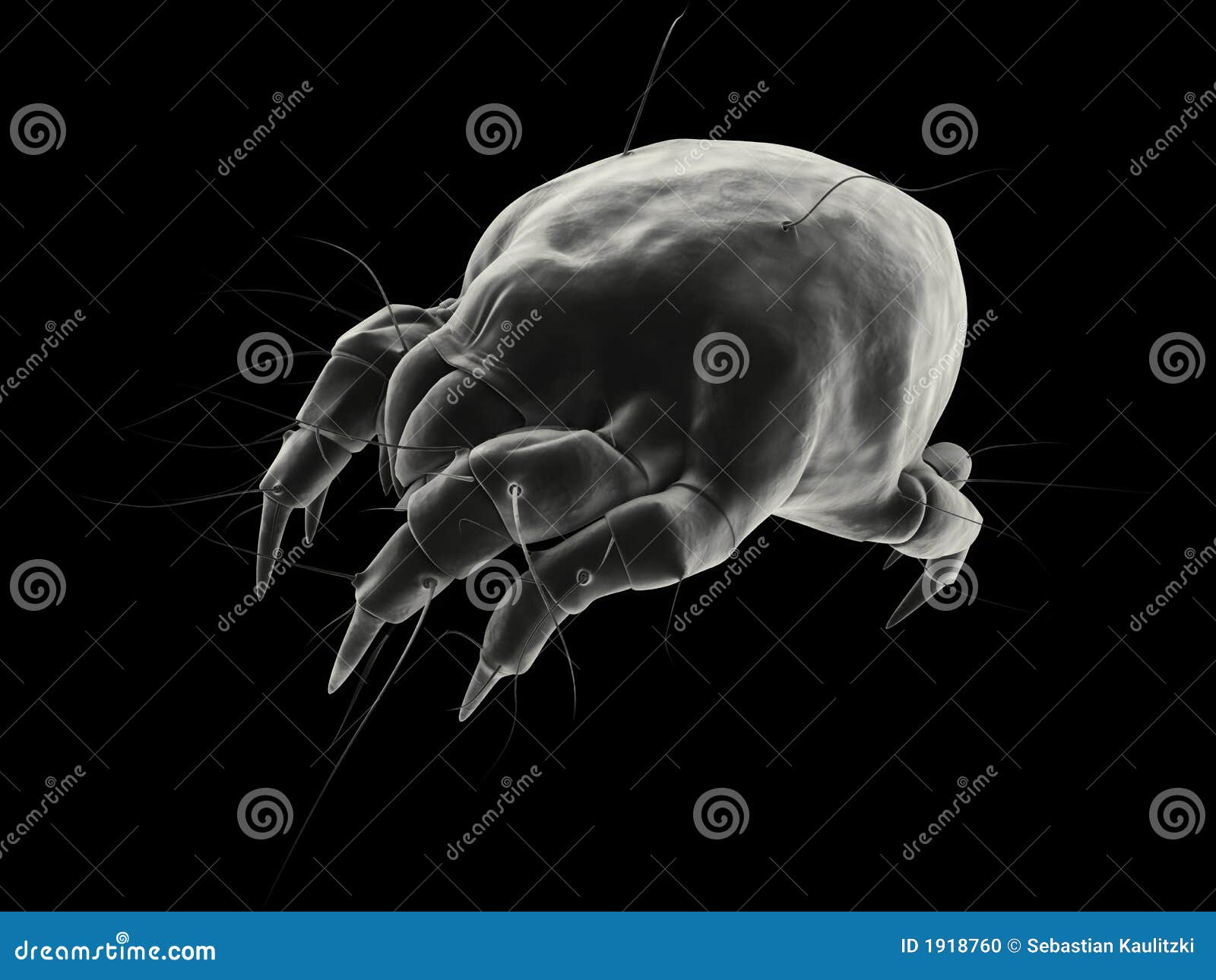 Mite stock illustration. Illustration of marco, insect - 1918760