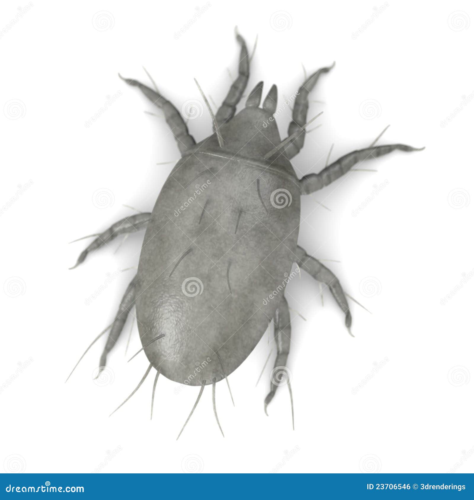 Mite Bug - Microscopic View Stock Photo | CartoonDealer.com #23706546